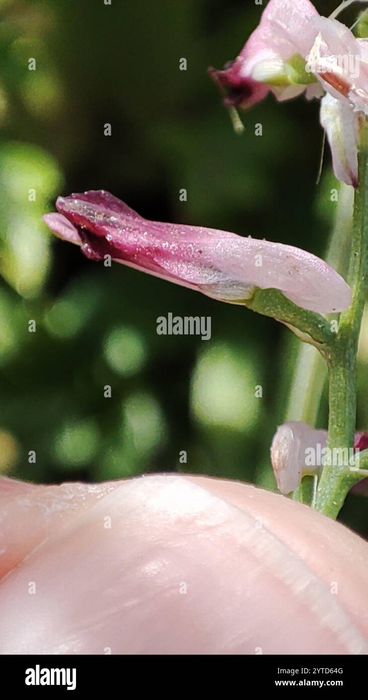 Common ramping fumitory hi-res stock photography and images - Alamy