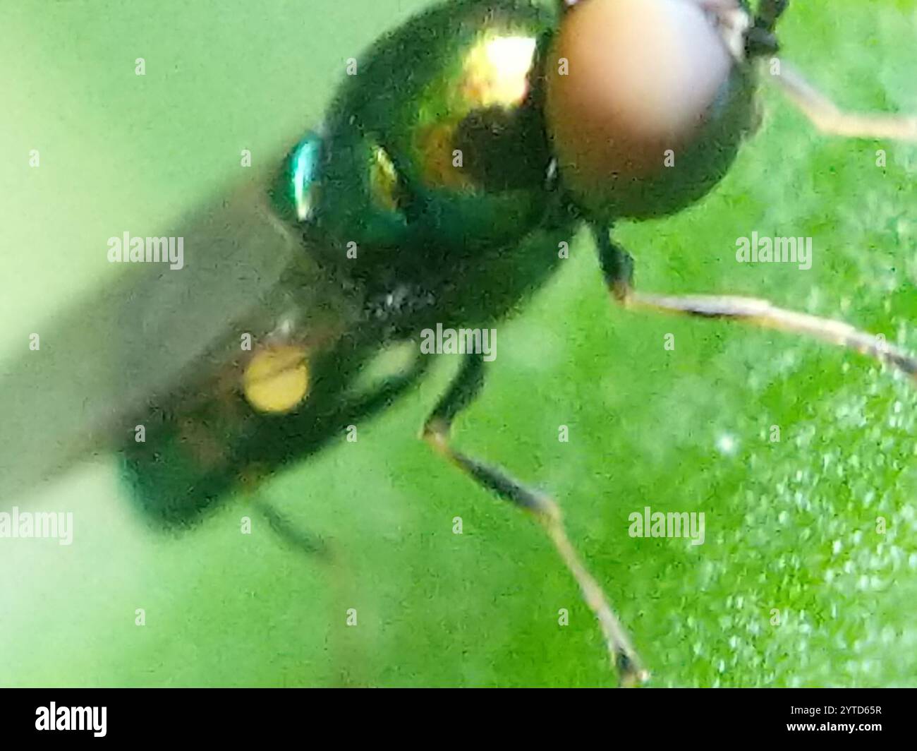 Black-horned Gem Fly (Microchrysa polita Stock Photo - Alamy