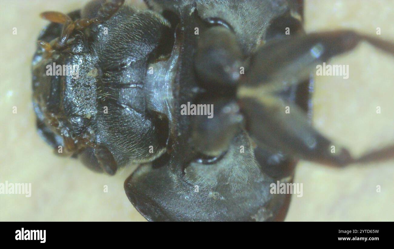 Ground and Water Beetles (Adephaga Stock Photo - Alamy