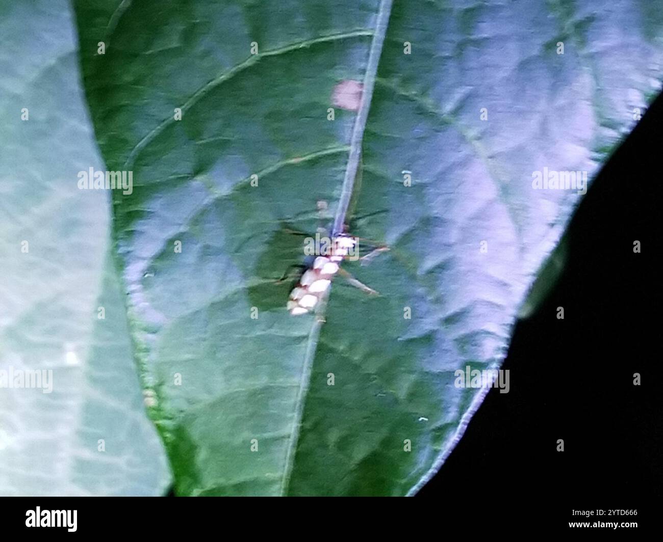 Olenecamptus bilobus hi-res stock photography and images - Alamy