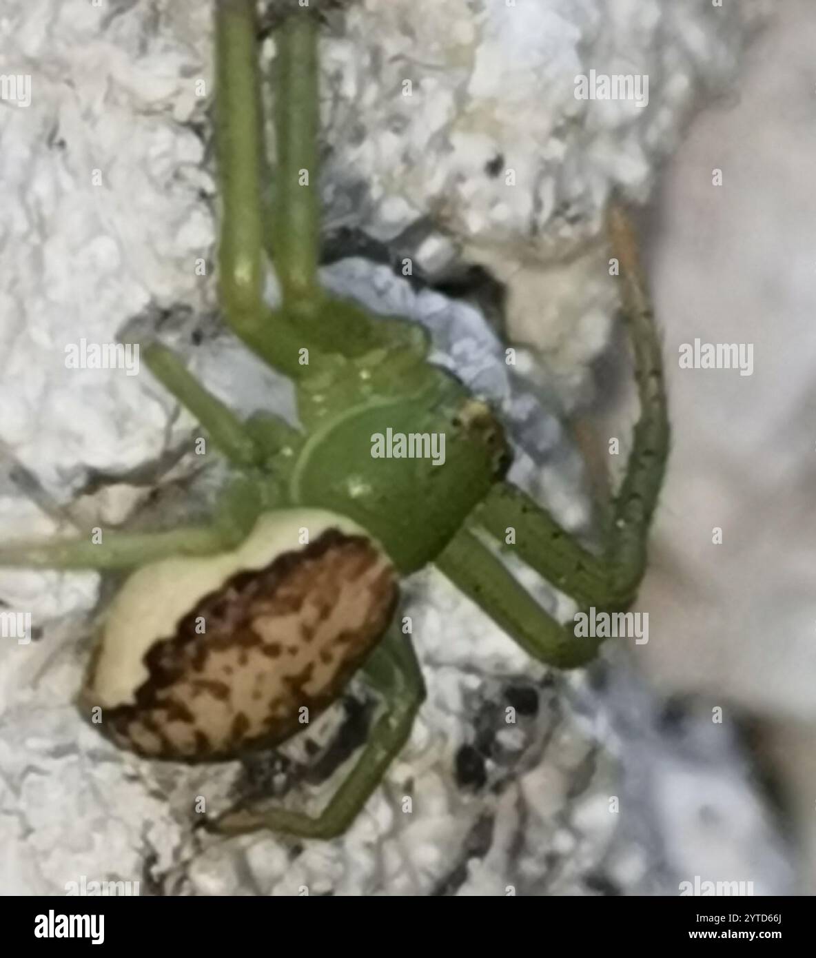 Eurasian Green Crab Spider (Diaea dorsata Stock Photo - Alamy