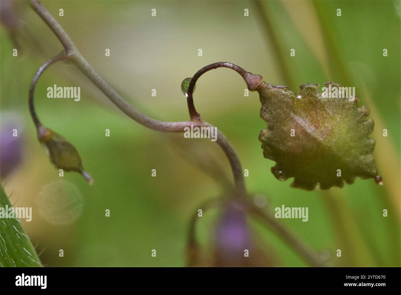 sand fringepod (Thysanocarpus curvipes Stock Photo - Alamy