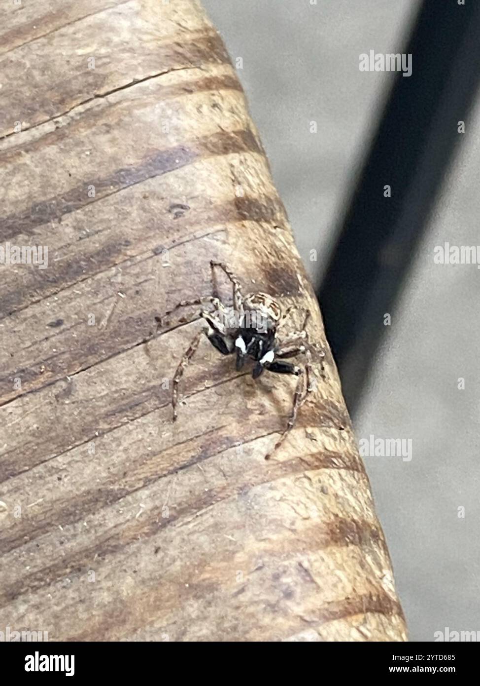 Half-edged Wall Jumping Spider (Menemerus semilimbatus Stock Photo - Alamy