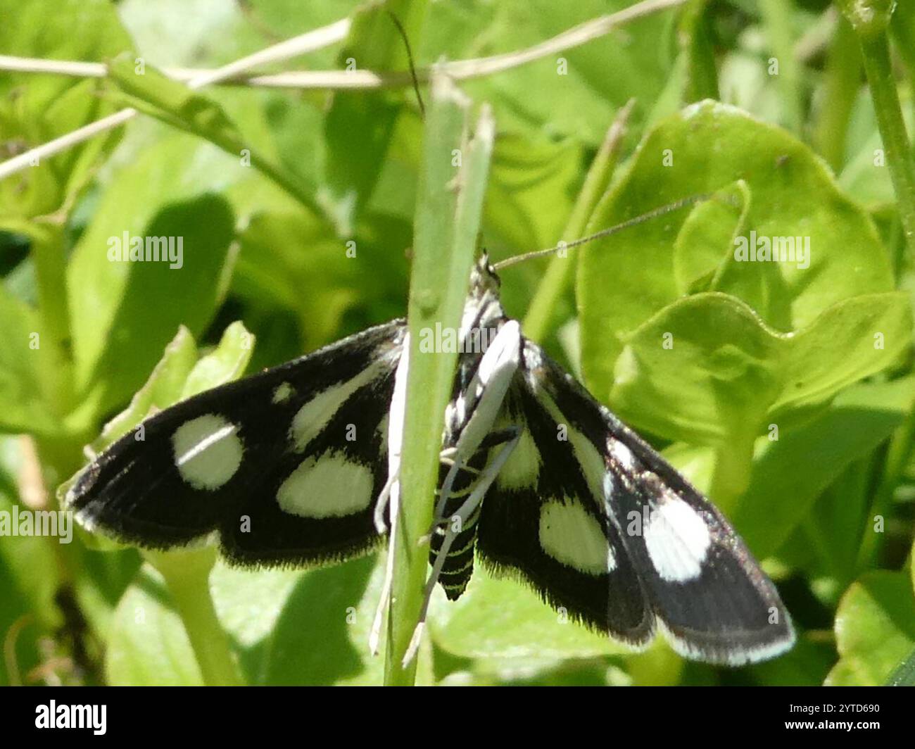White spotted sable hi-res stock photography and images - Alamy