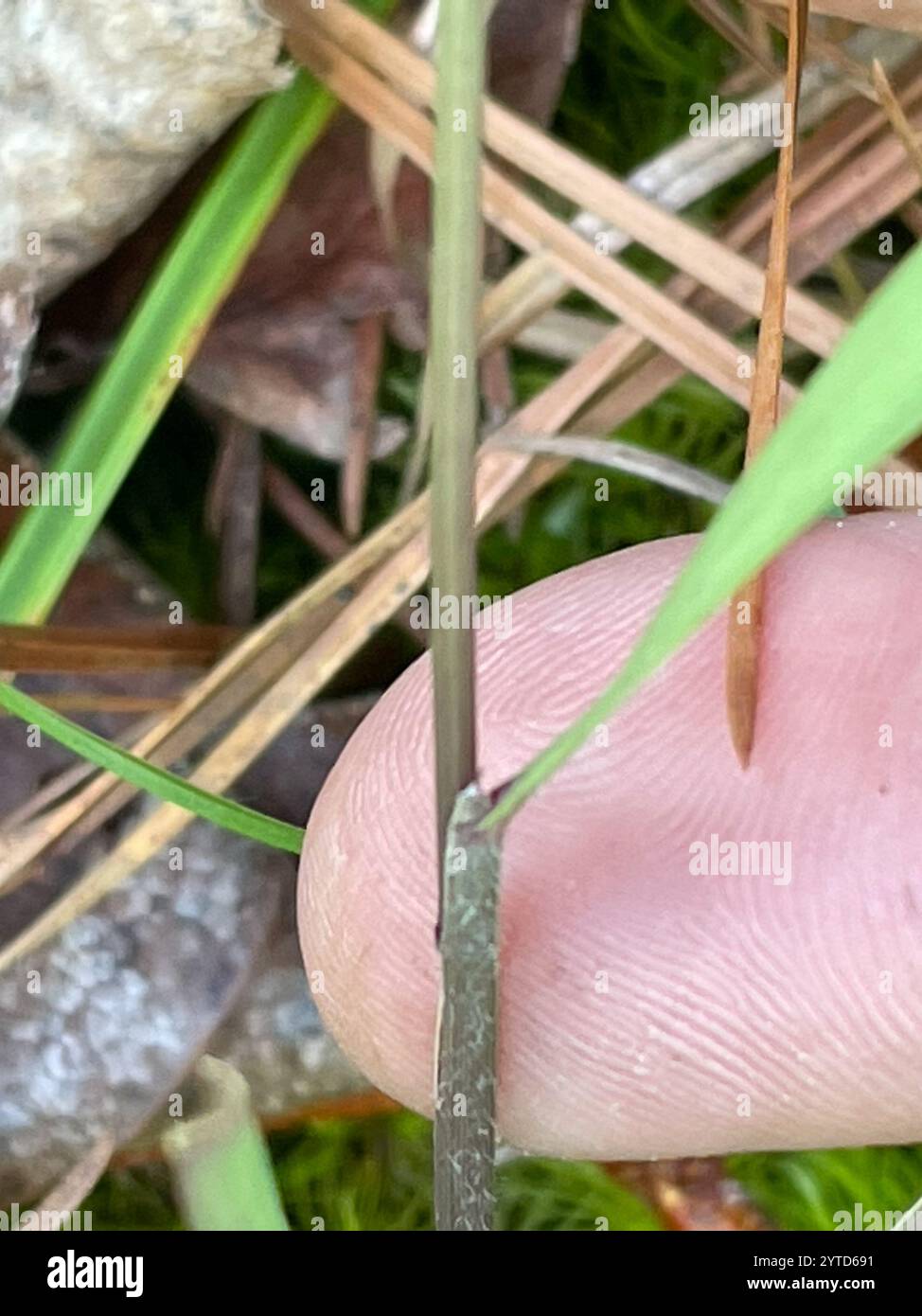 Twoflower Melicgrass (Melica mutica Stock Photo - Alamy