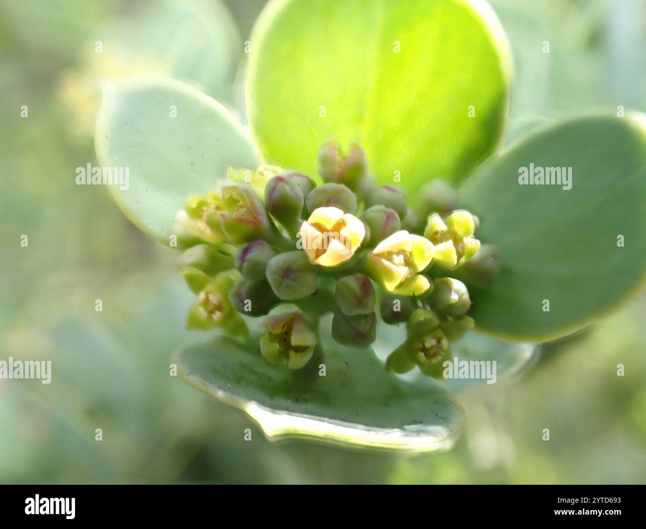 Cape Sumach (Colpoon compressum Stock Photo - Alamy