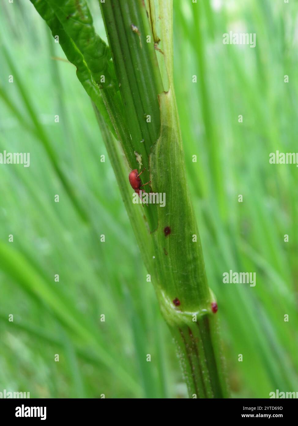 Apion hi-res stock photography and images - Alamy