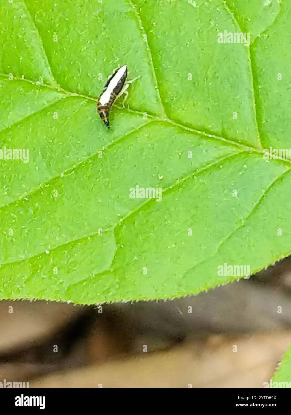 Scaphoideus hi-res stock photography and images - Alamy