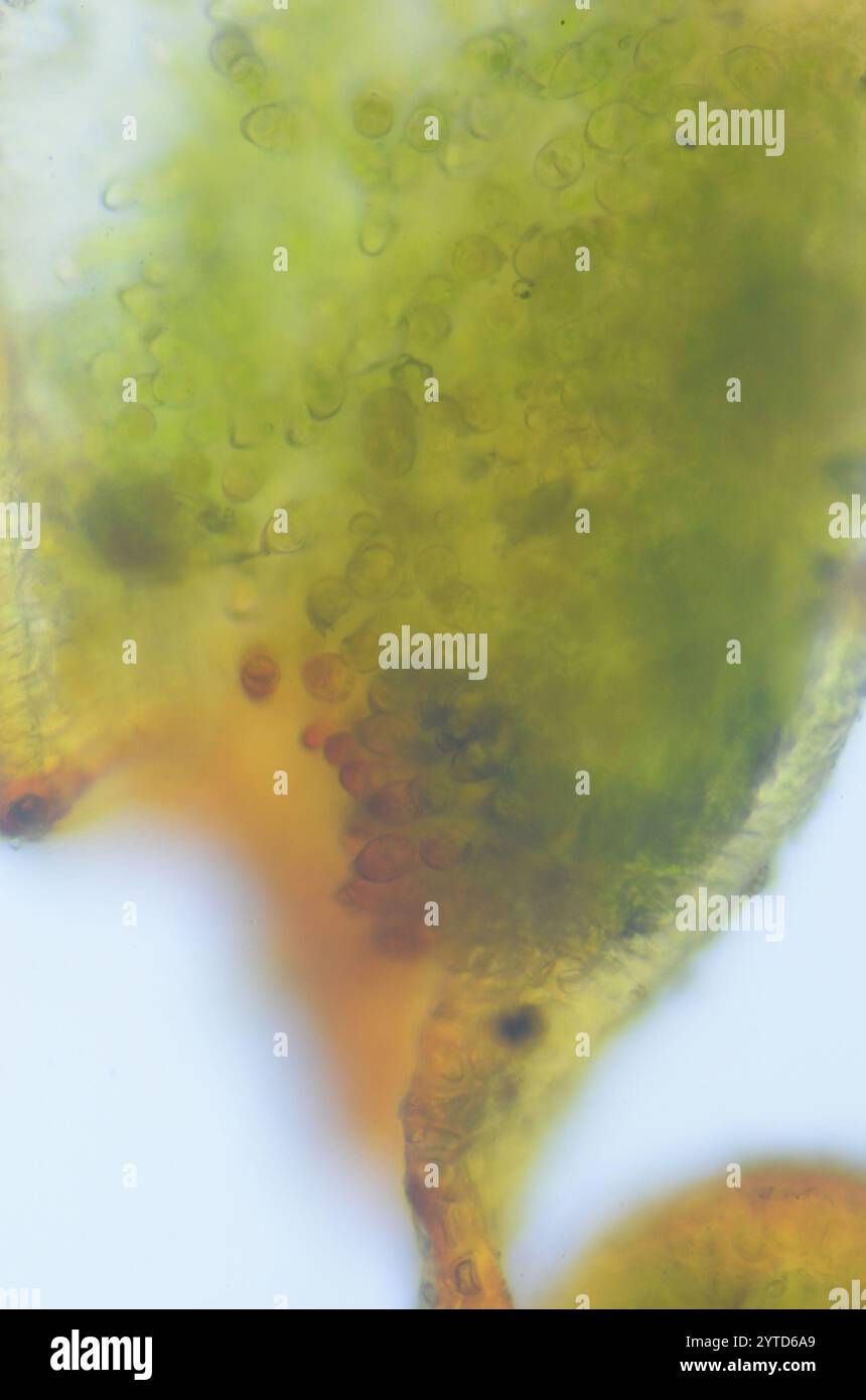 Rigid Screw Moss (Aloina rigida Stock Photo - Alamy