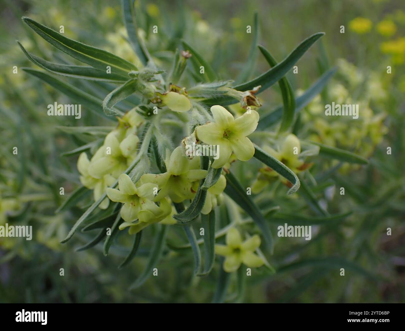 stoneseeds, puccoons, and gromwells (Lithospermum Stock Photo - Alamy