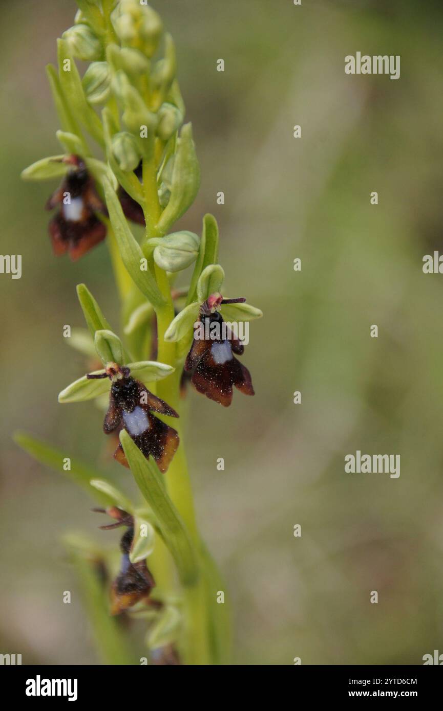Fly Orchid (Ophrys insectifera Stock Photo - Alamy