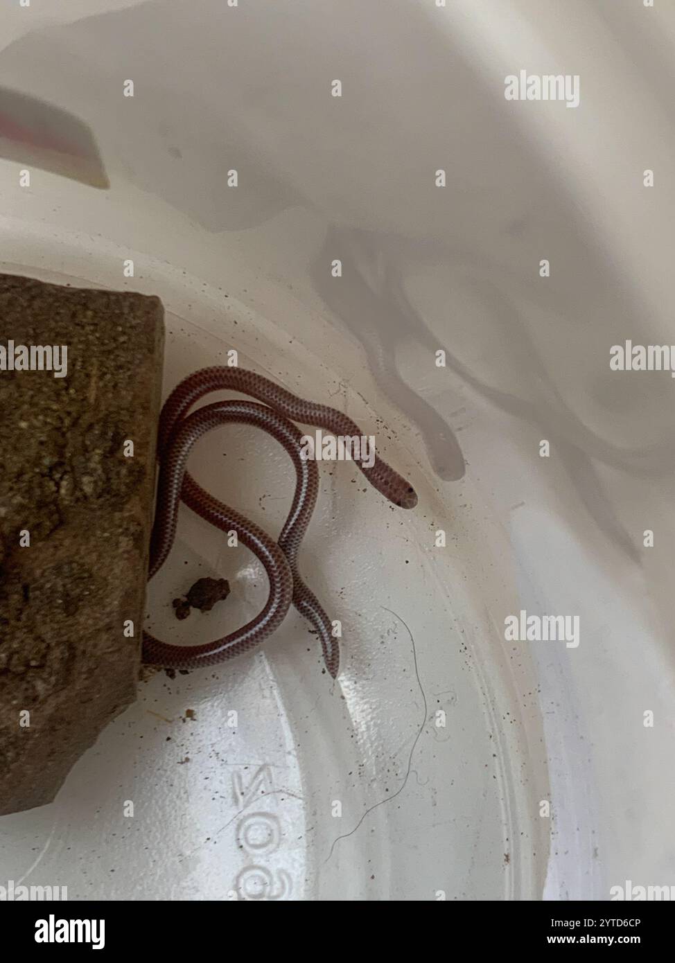 Rena humilis humilis hi-res stock photography and images - Alamy