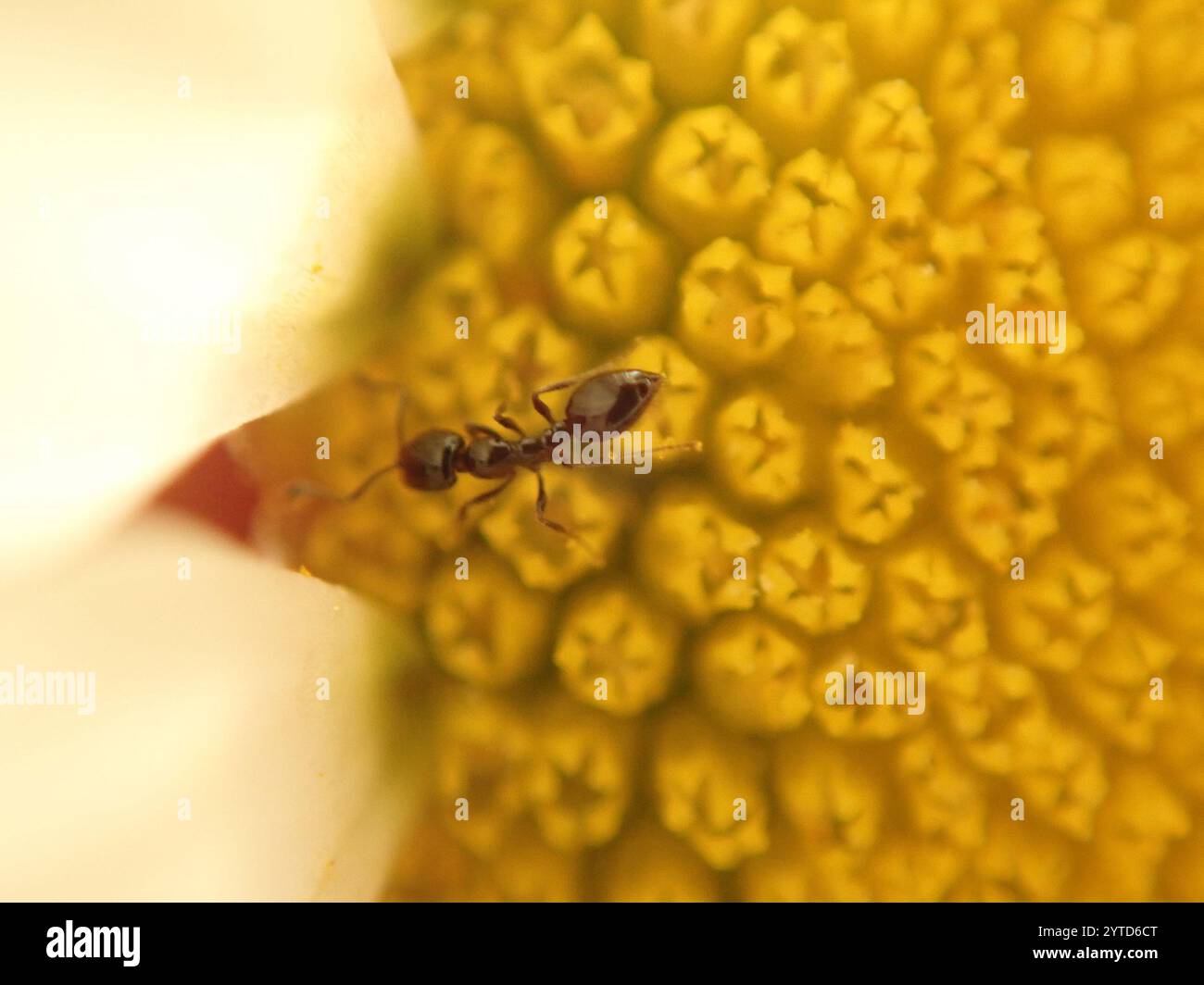 Common Trailing Ant (Monomorium minimum Stock Photo - Alamy