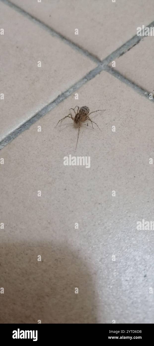 Common Spitting Spider (Scytodes thoracica Stock Photo - Alamy