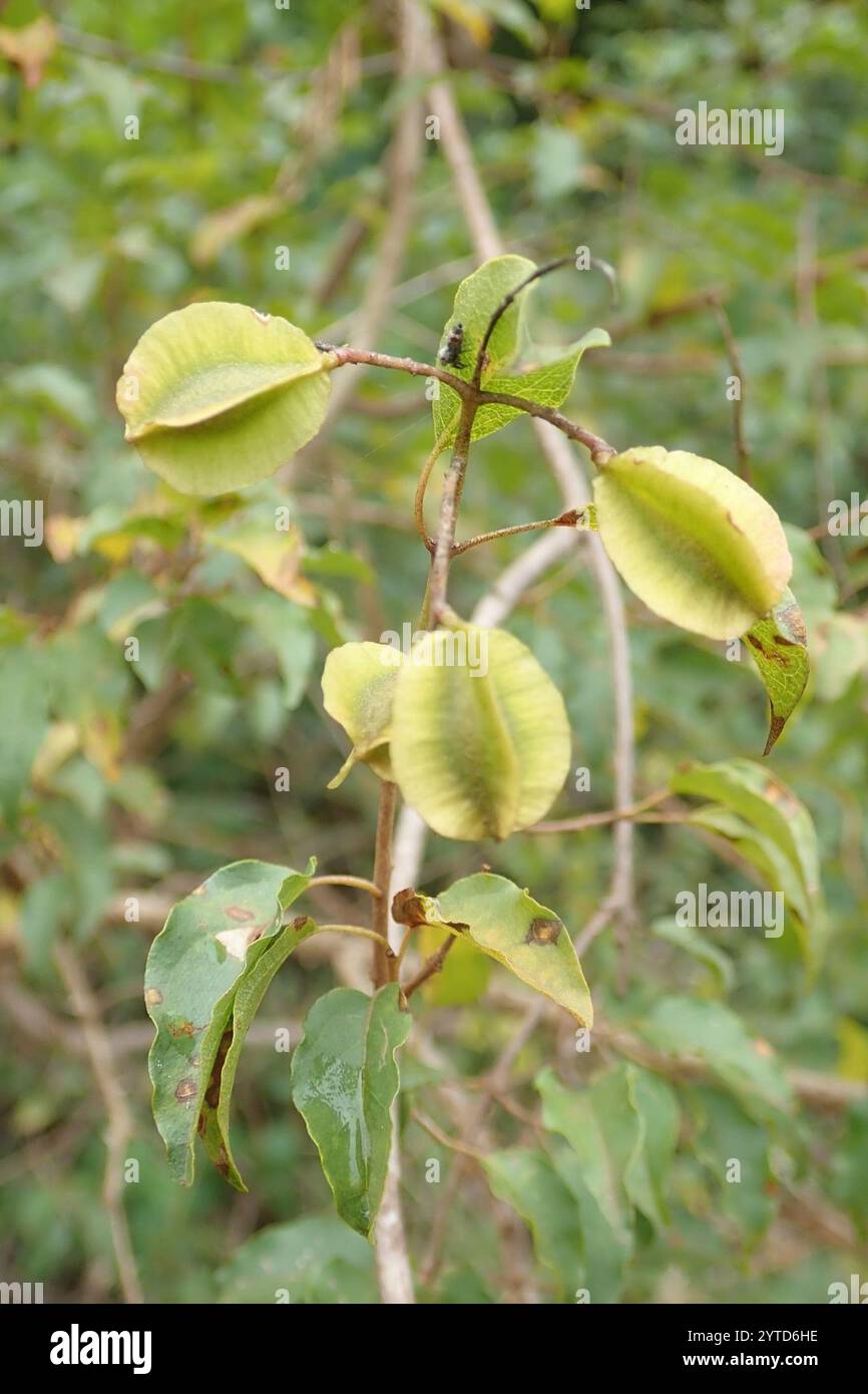 thicket bushwillow (Combretum padoides Stock Photo - Alamy