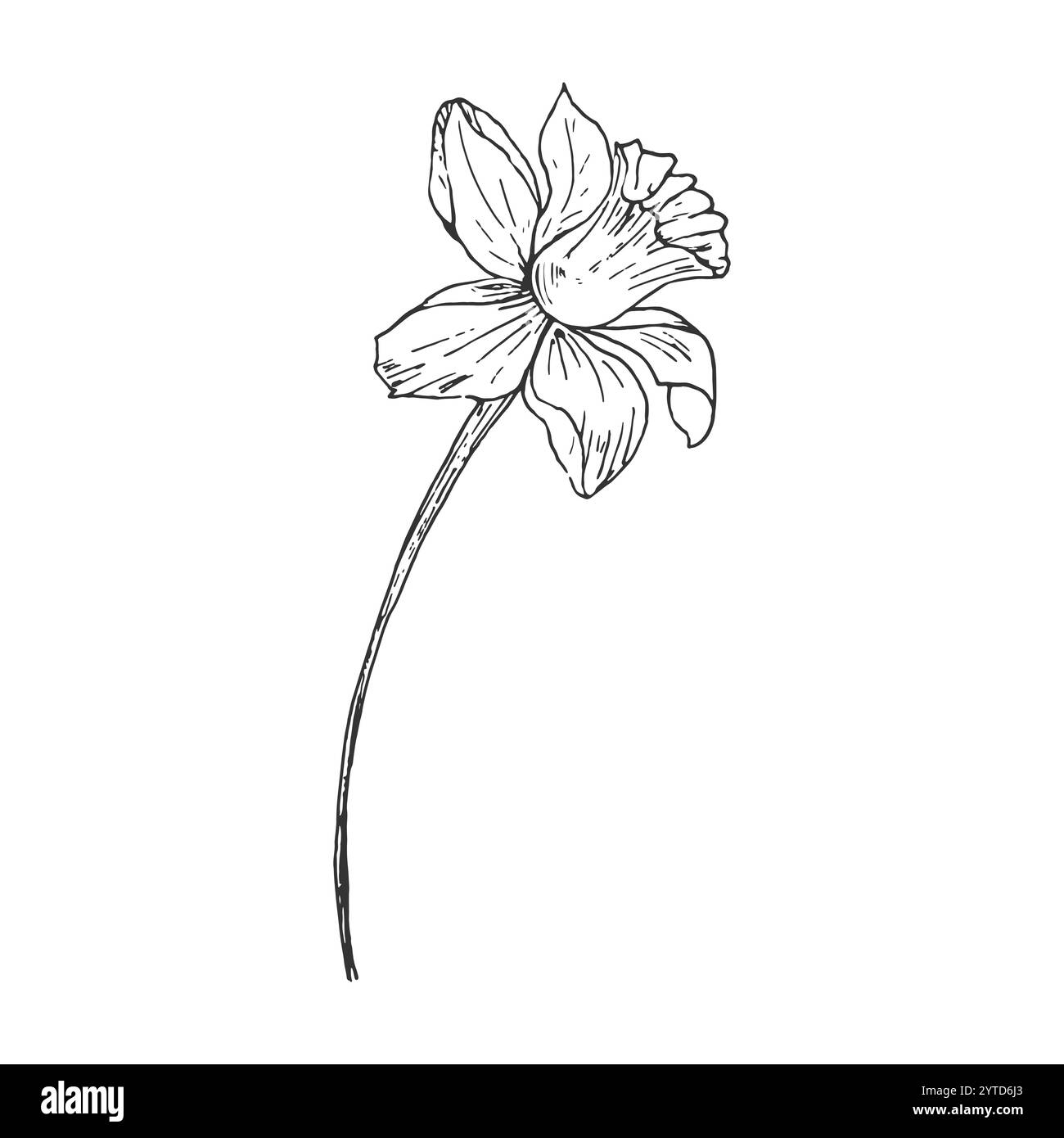 Minimalistic floral line drawing by hand. Decorative botanical elements ...