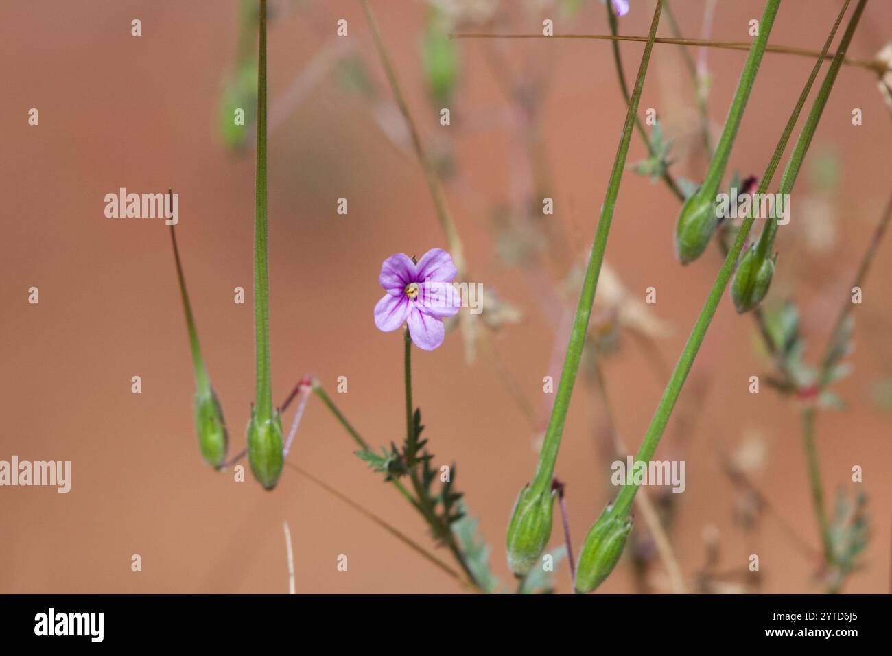 Mediterranean Stork's-bill (Erodium botrys Stock Photo - Alamy