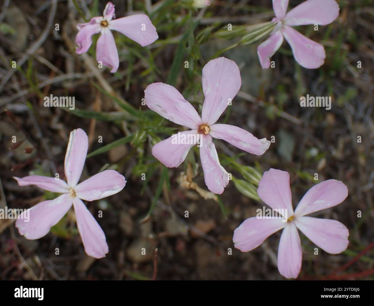 Longleaf Phlox (Phlox longifolia Stock Photo - Alamy
