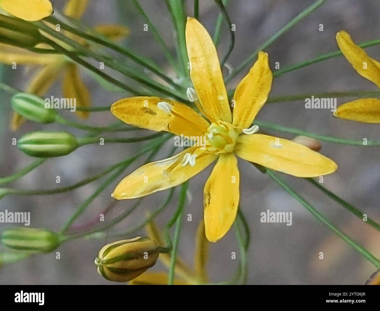 Bloomeria hi-res stock photography and images - Alamy