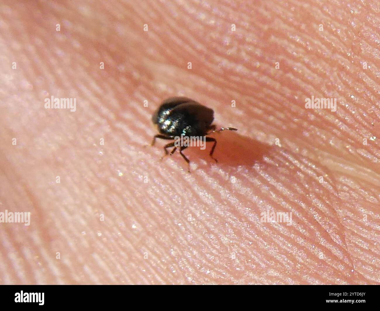 True Bugs (Heteroptera Stock Photo - Alamy