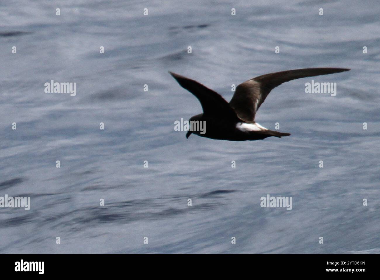 Leach's Storm-Petrel (Hydrobates leucorhous Stock Photo - Alamy