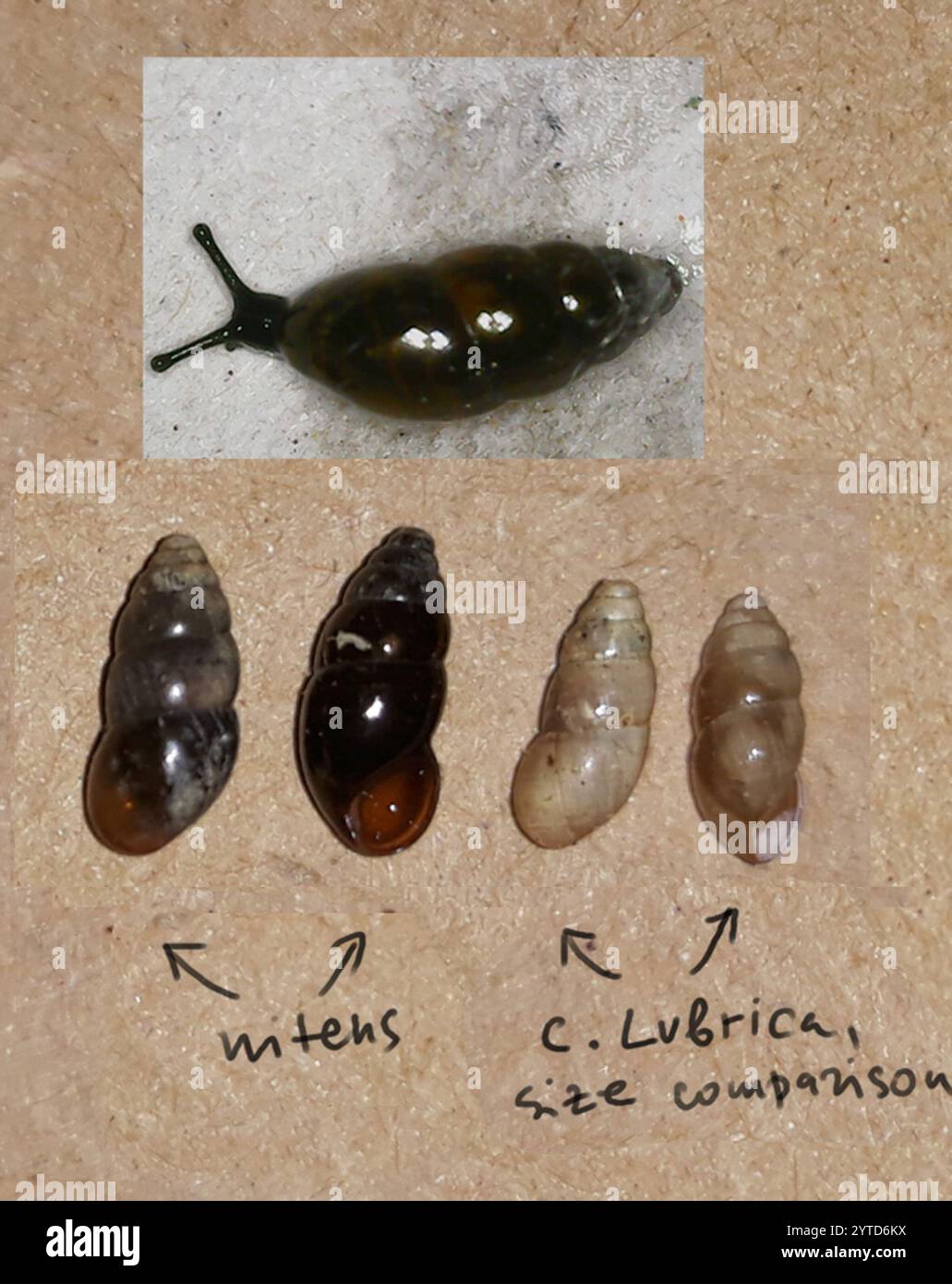 Robust Pillar (Cochlicopa nitens Stock Photo - Alamy