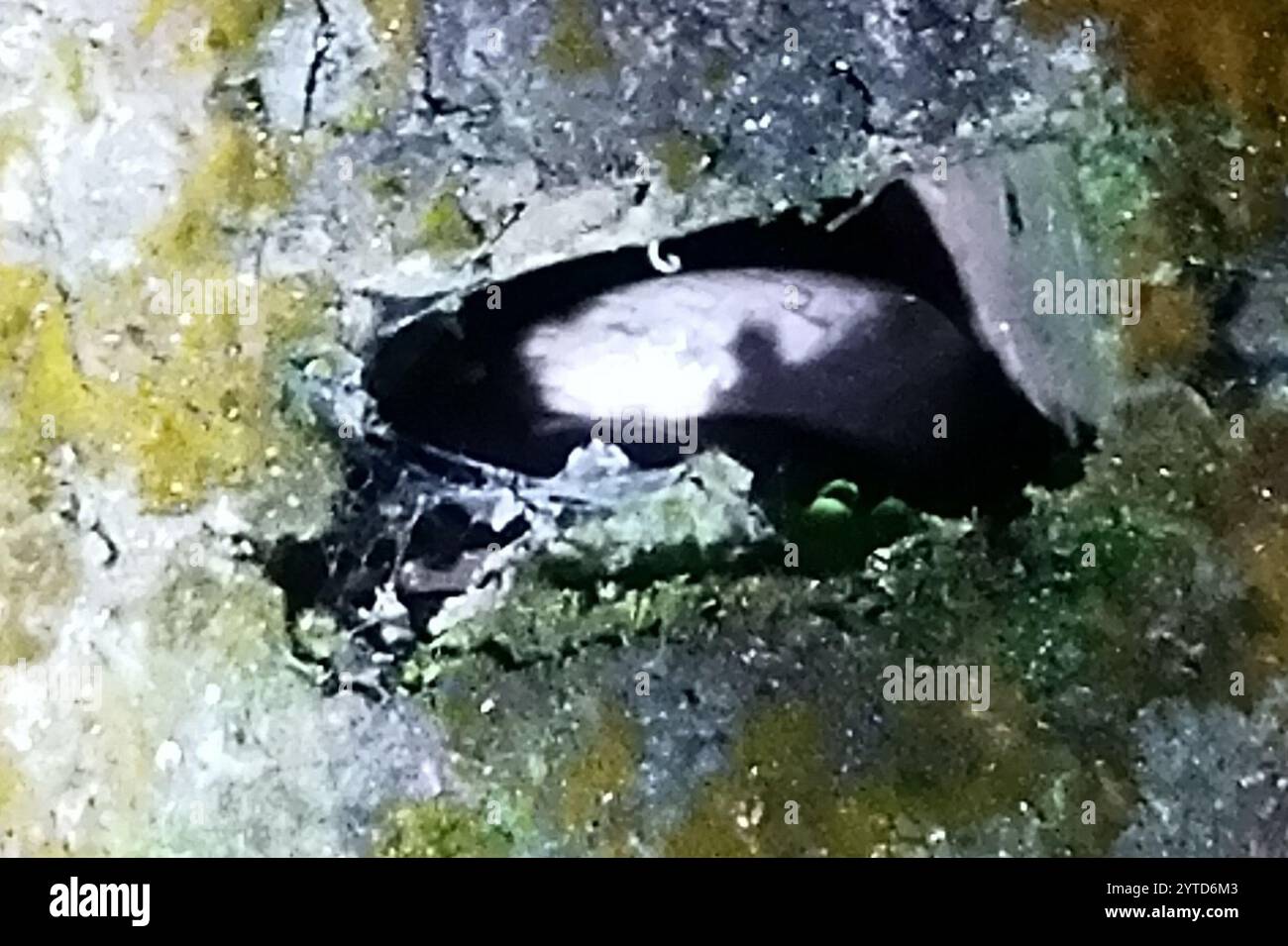 Taiwan Kukri Snake (Oligodon formosanus Stock Photo - Alamy