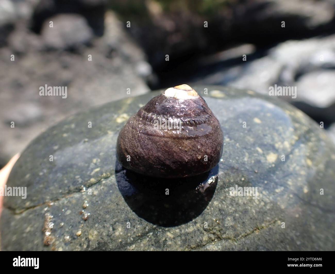Black Tegula (Tegula funebralis Stock Photo - Alamy