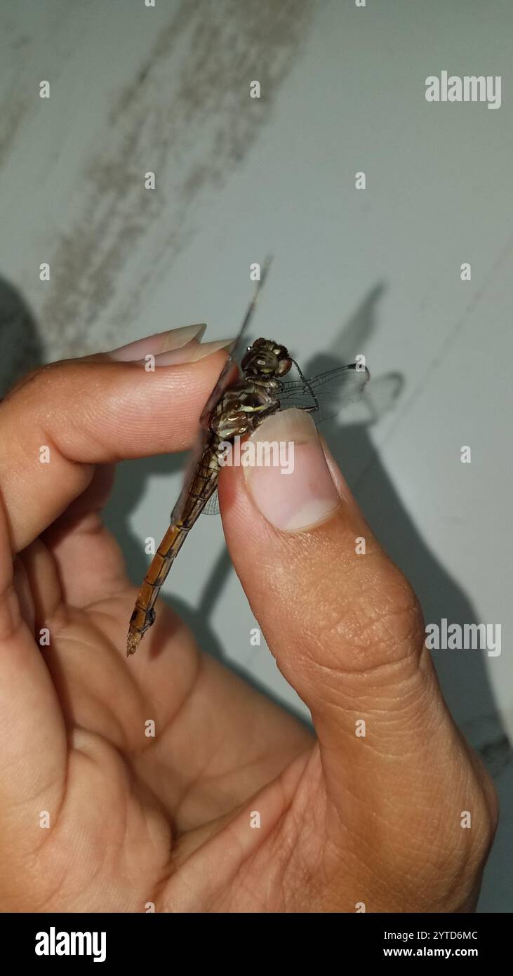 Red tailed skimmer hi-res stock photography and images - Alamy