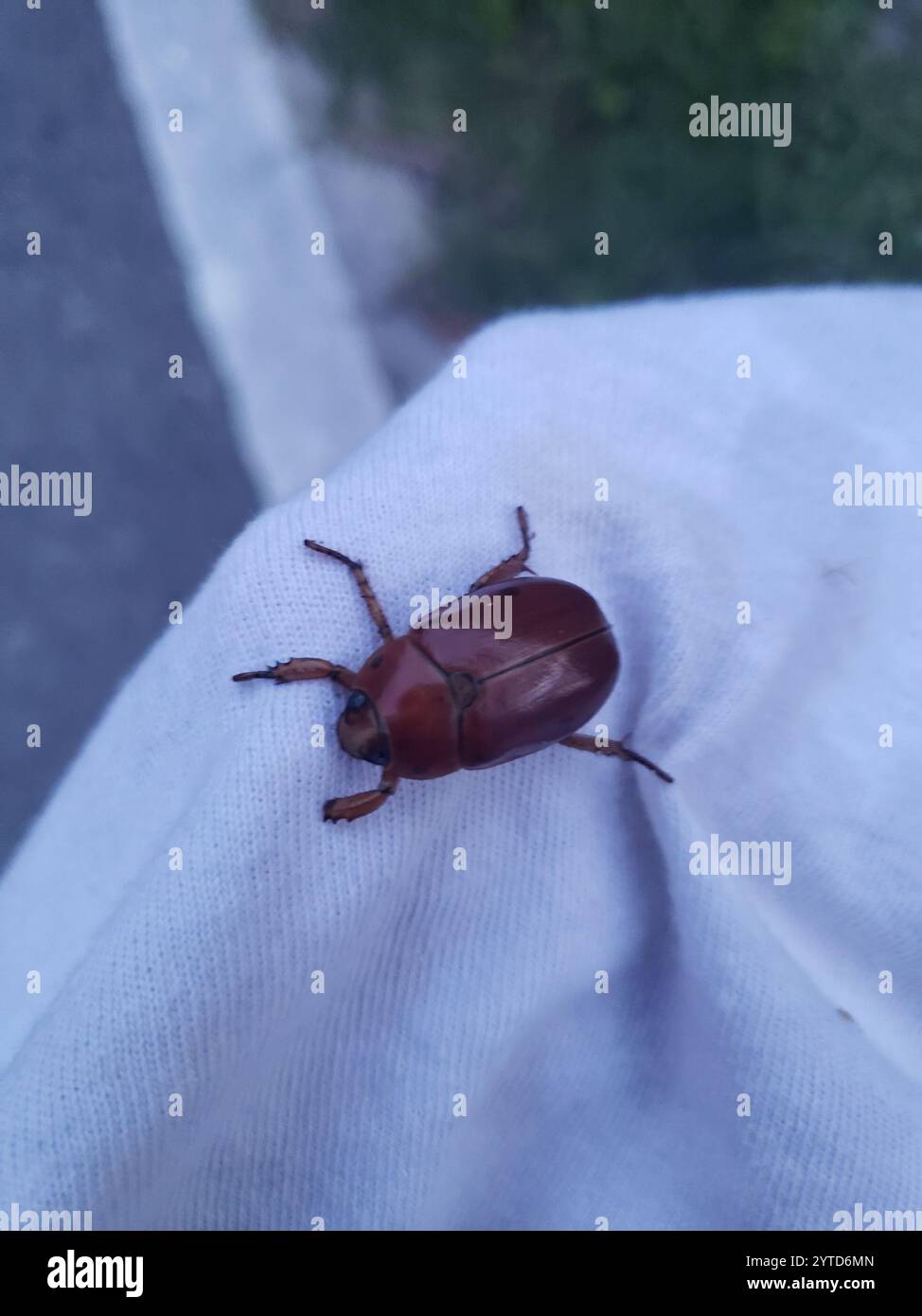 Grapevine Beetle (Pelidnota punctata Stock Photo - Alamy