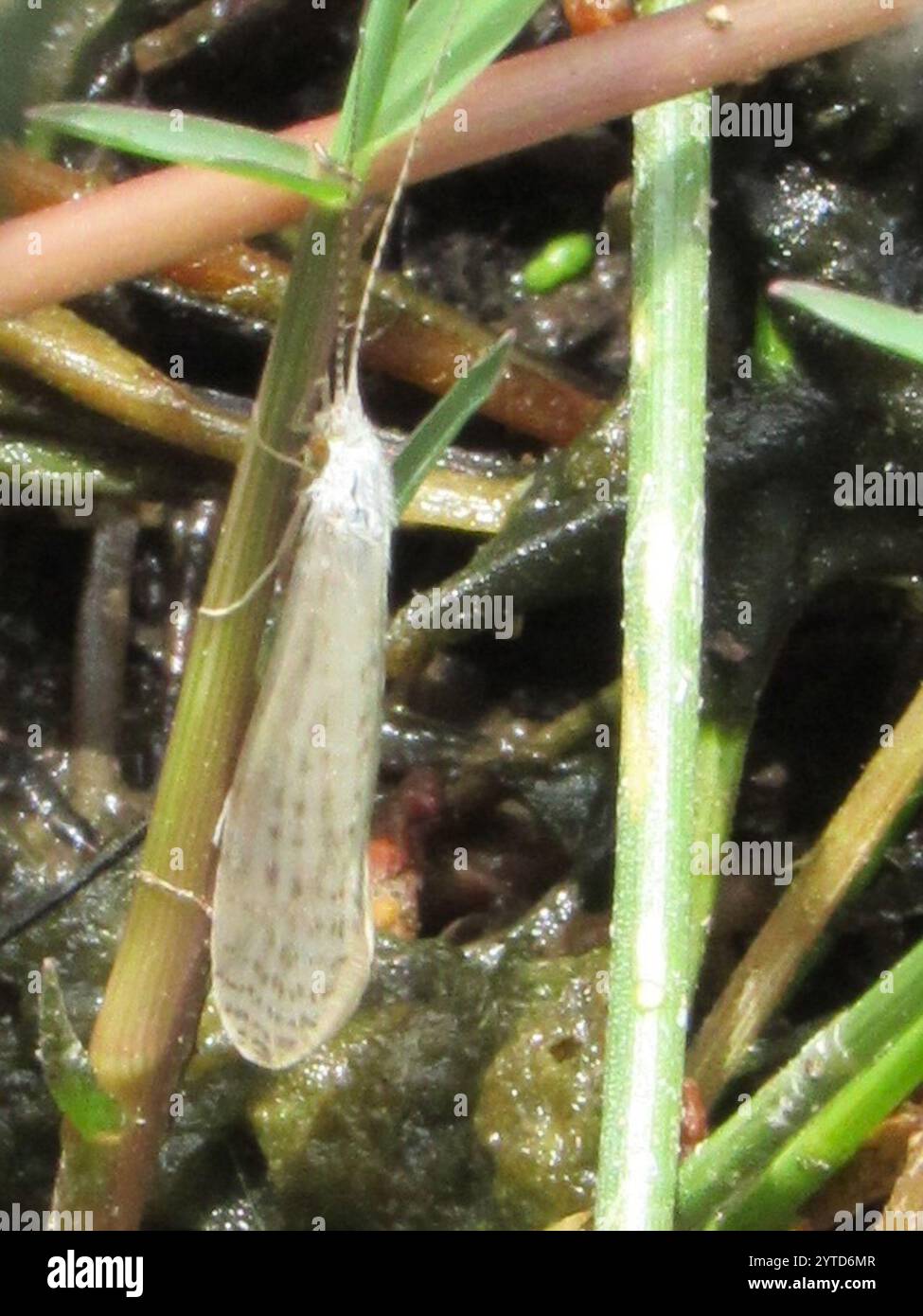 White Miller Caddisflies (Nectopsyche Stock Photo - Alamy