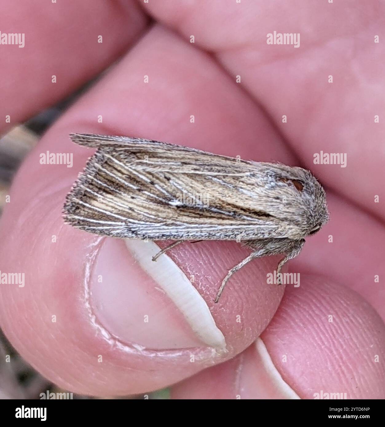 Heterodox Wainscot Moth (Leucania insueta Stock Photo - Alamy