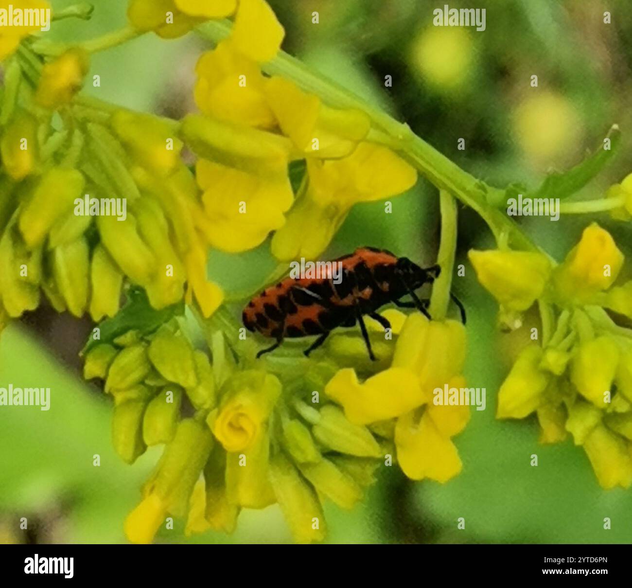 Eurydema dominulus hi-res stock photography and images - Alamy