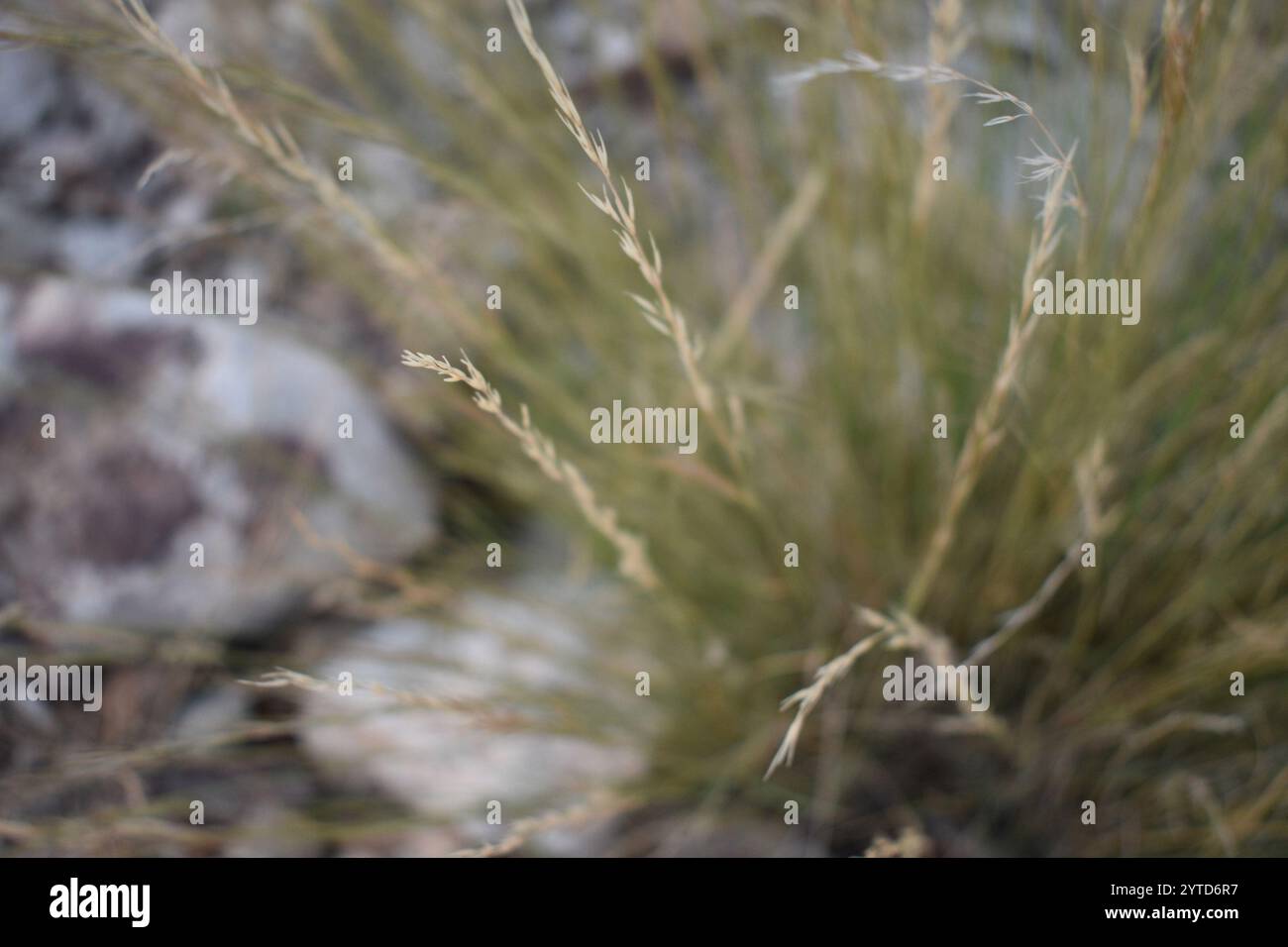 Purple Threeawn (Aristida purpurea Stock Photo - Alamy