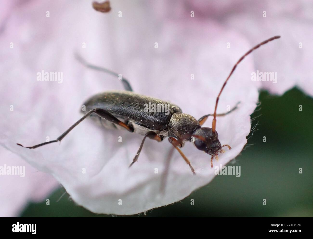 common grammoptera (Grammoptera ruficornis Stock Photo - Alamy
