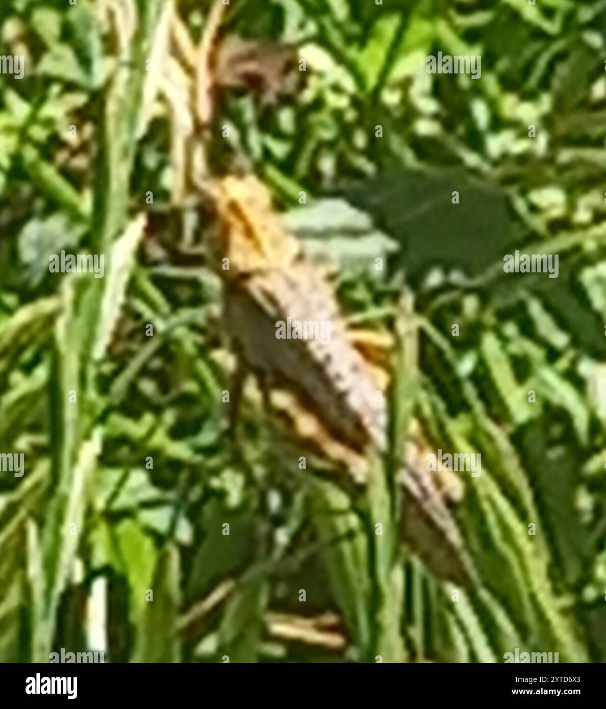 Egyptian Bird Grasshopper (Anacridium aegyptium Stock Photo - Alamy