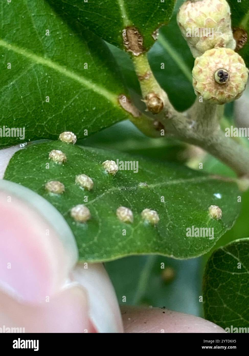 Gall and Rust Mites (Eriophyidae Stock Photo - Alamy