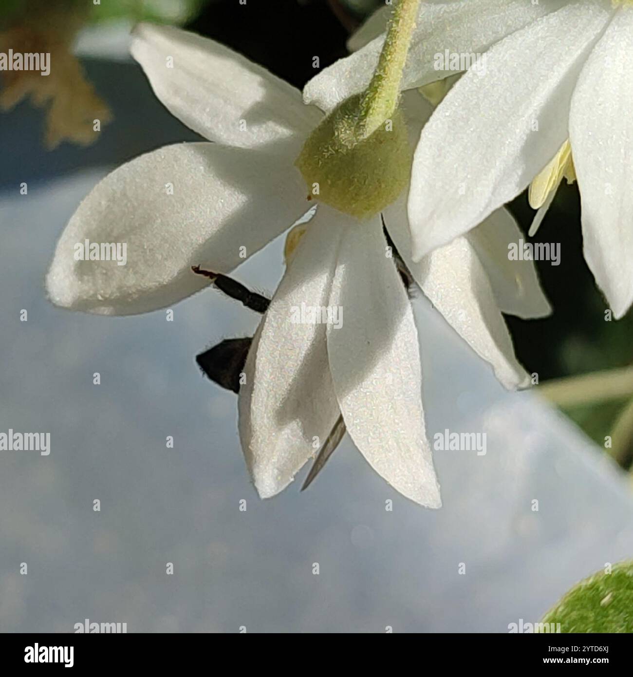 Snowdrop Bush (Styrax officinalis Stock Photo - Alamy