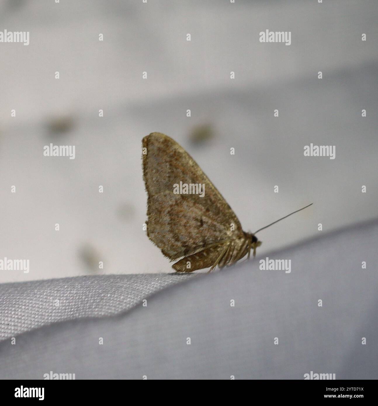 Gem Moth (Orthonama obstipata Stock Photo - Alamy