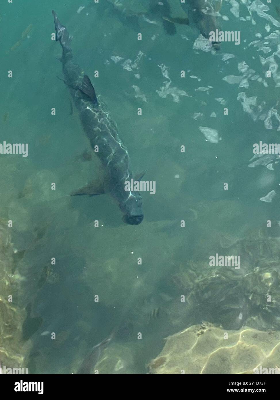 Atlantic Tarpon (Megalops atlanticus Stock Photo - Alamy