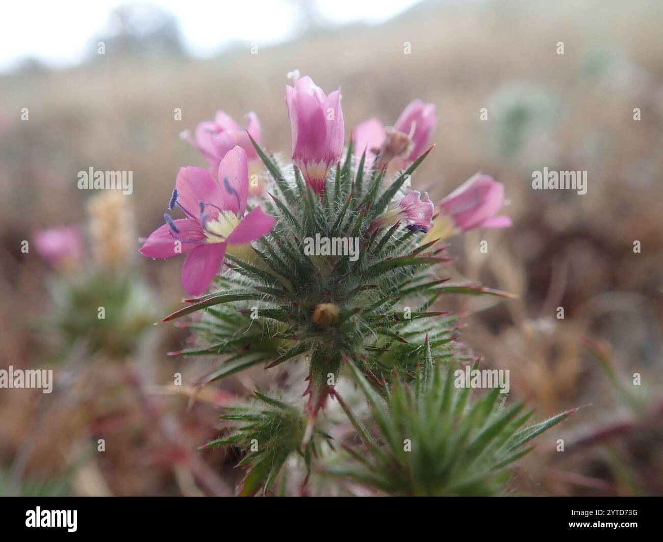 sticky pincushionplant (Navarretia viscidula Stock Photo - Alamy