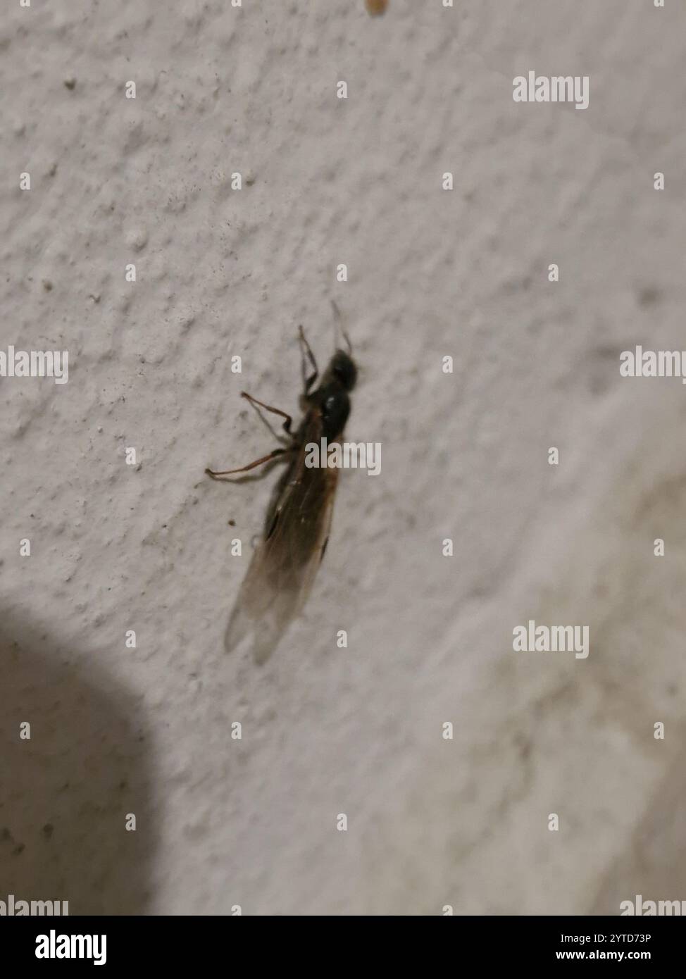 Small-headed tree ant (Liometopum microcephalum Stock Photo - Alamy