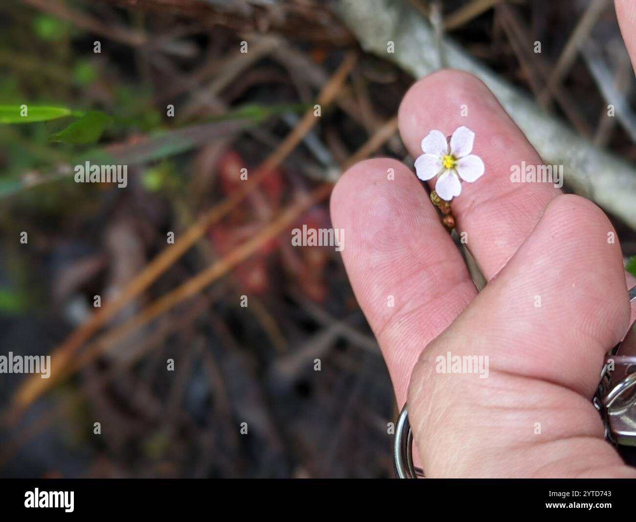 Pink Sundew (Drosera capillaris Stock Photo - Alamy