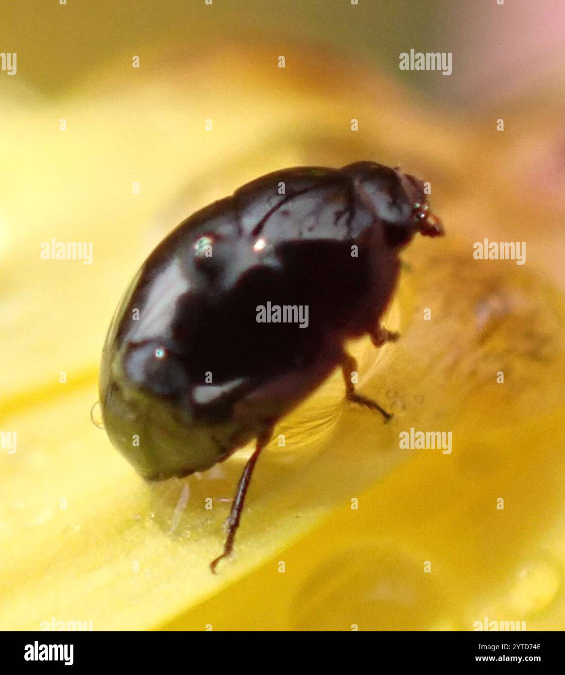 Shining Flower Beetles (Phalacridae Stock Photo - Alamy