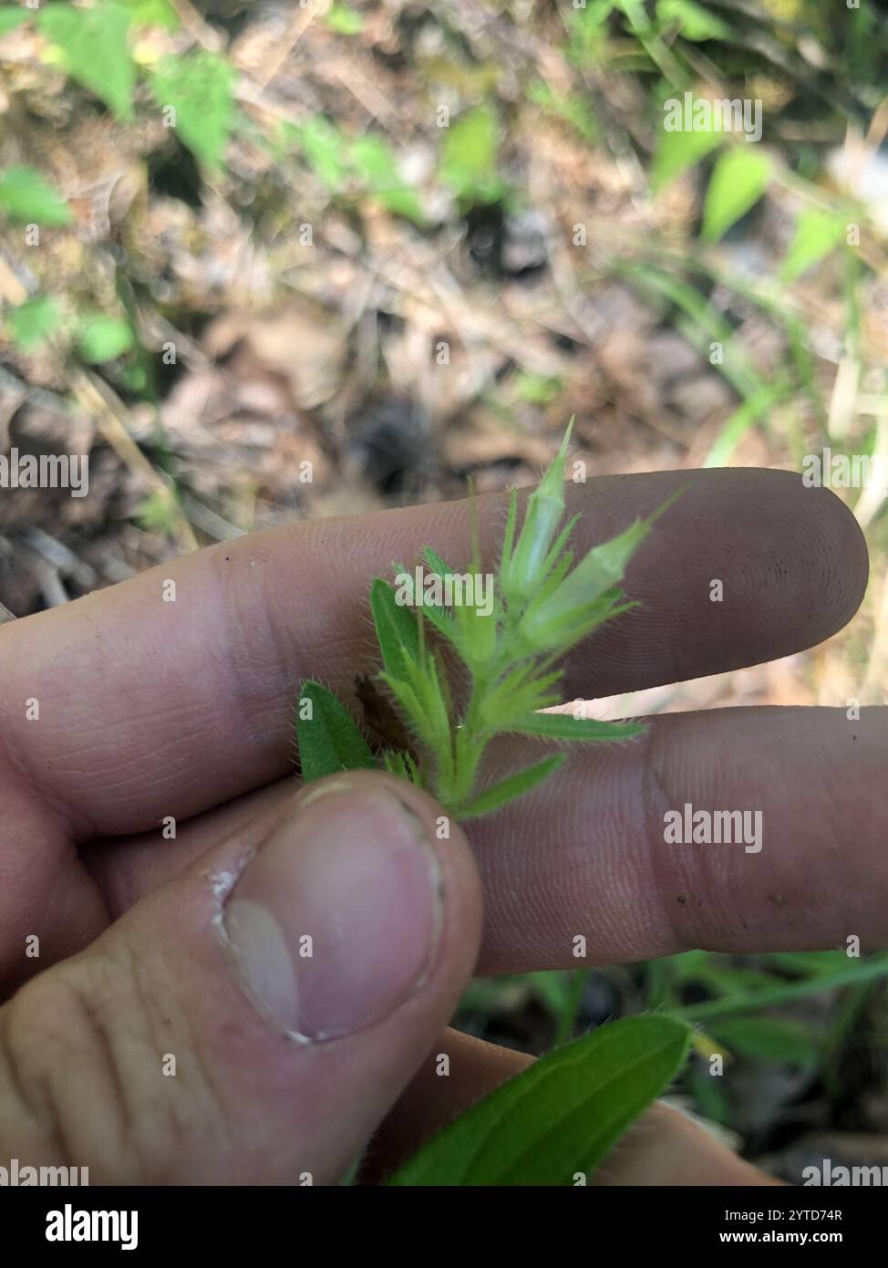 Marbleseed hi-res stock photography and images - Alamy