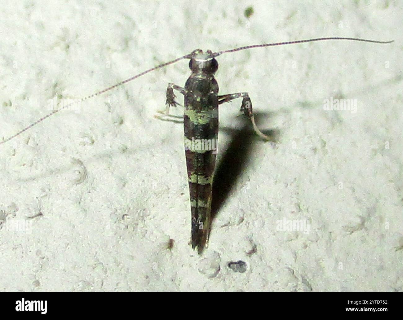 Leaf Blotch Miner Moths (Gracillariidae Stock Photo - Alamy