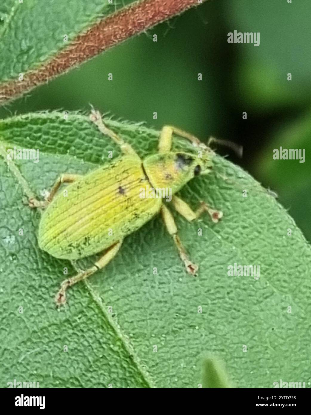 Green Immigrant Leaf Weevil (Polydrusus formosus Stock Photo - Alamy