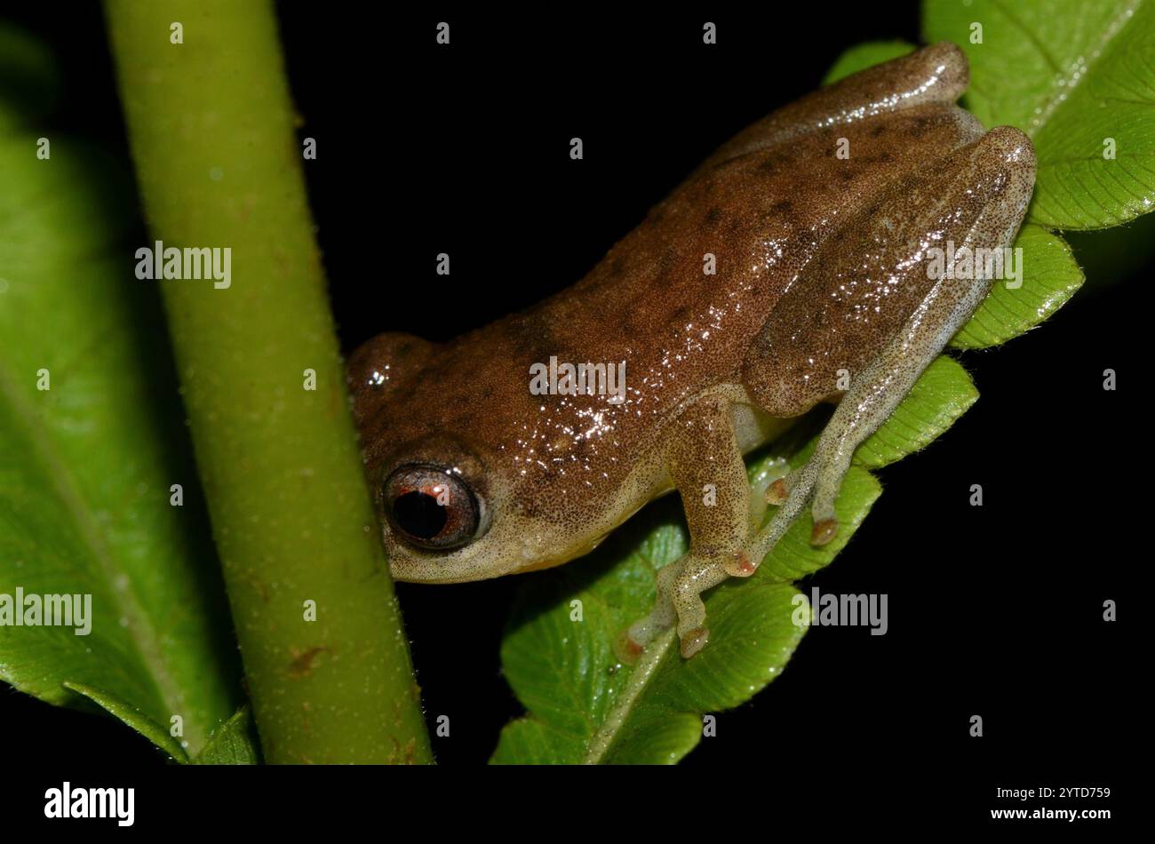 Yellow-spotted Reed Frog (Hyperolius stictus Stock Photo - Alamy
