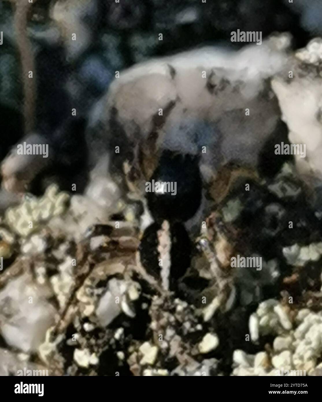 V-Signed Jumping Spider (Aelurillus v-insignitus Stock Photo - Alamy