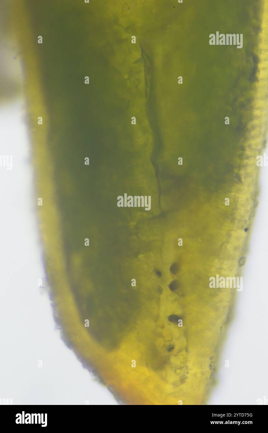 Rigid Screw Moss (Aloina rigida Stock Photo - Alamy